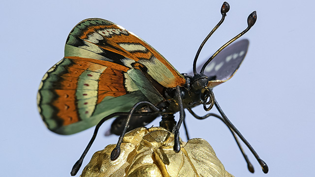 An Exceptional and Rare Musical Automaton Clock | Watches | Sotheby’s